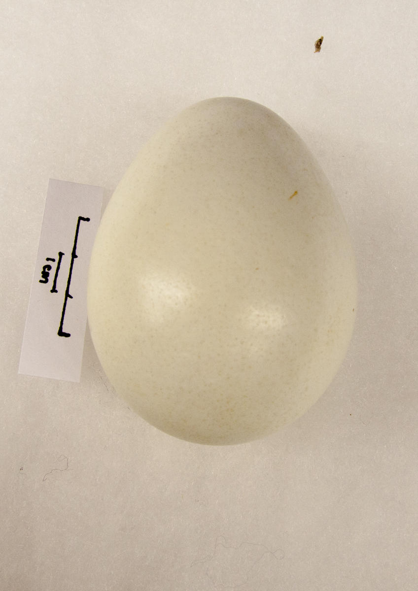 Egg, Penguin - Puke Ariki