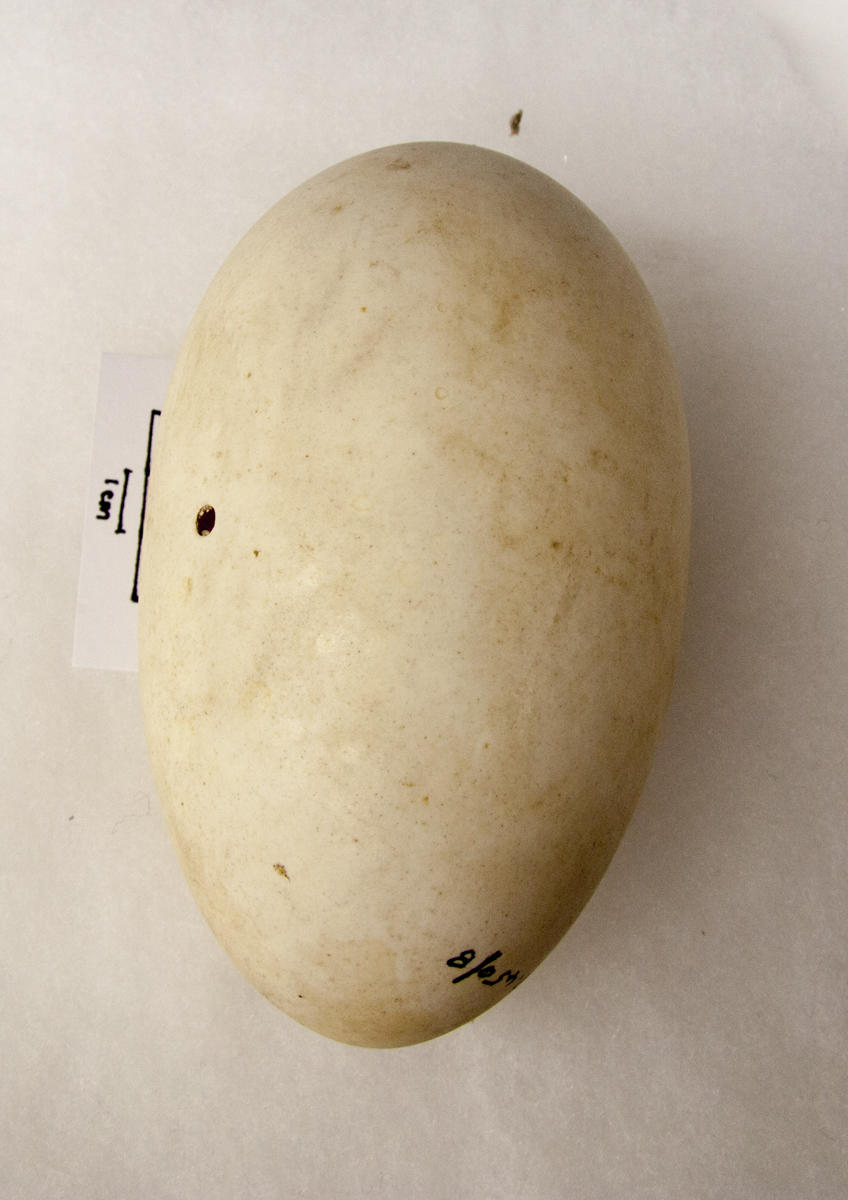 Egg, Albatross - Puke Ariki