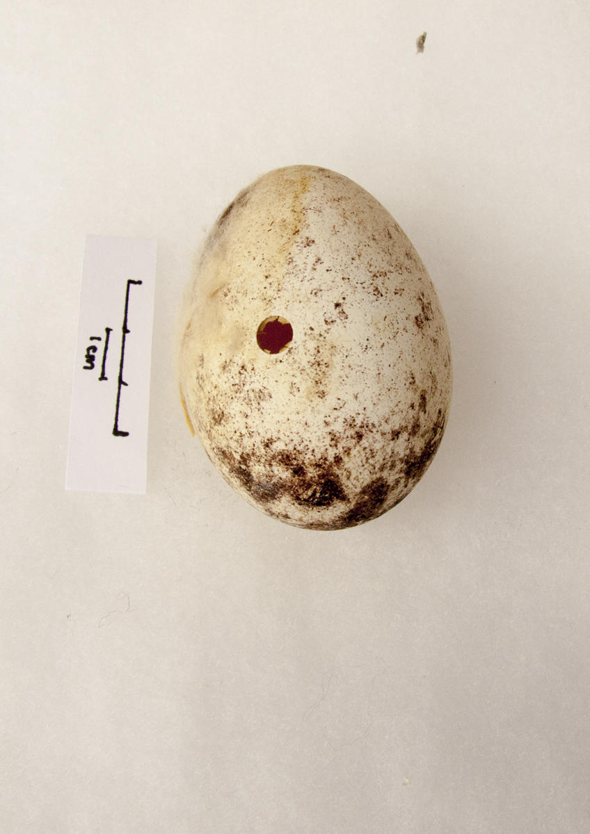 Egg, Amokura/Red-tailed tropic bird - Puke Ariki