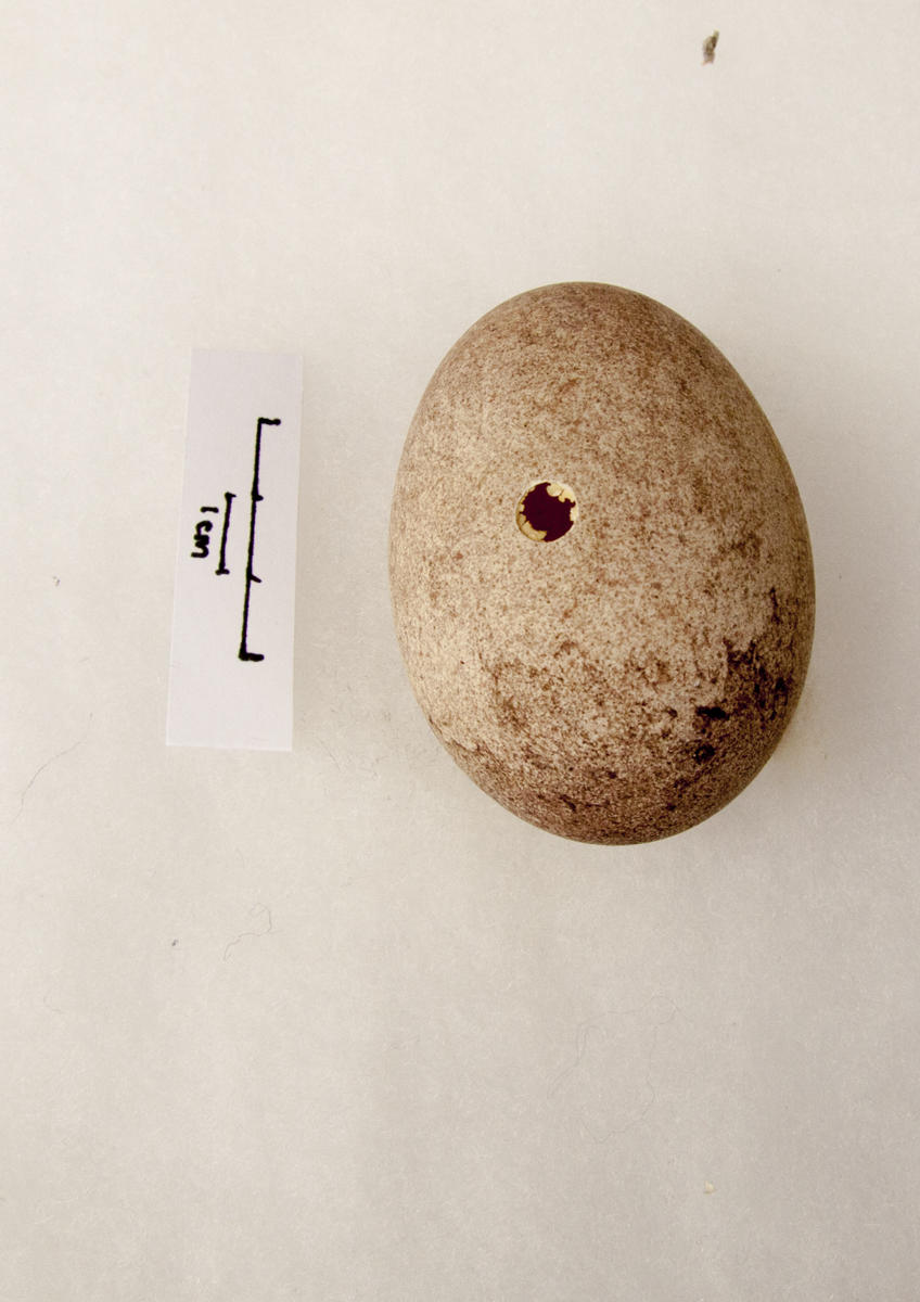 Egg, Amokura/Red-tailed tropic bird - Puke Ariki