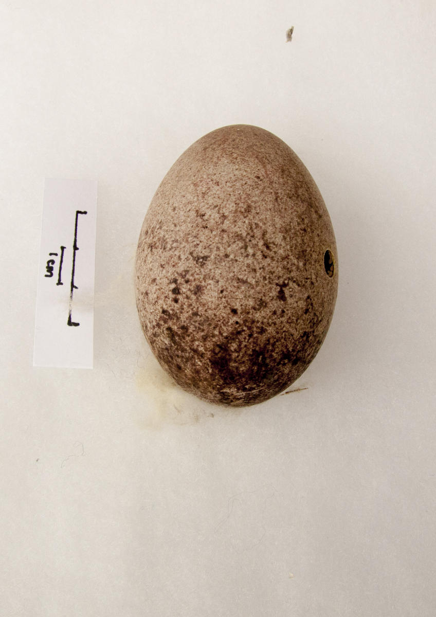 Egg, Amokura/Red-tailed tropic bird - Puke Ariki