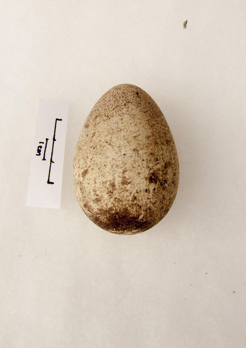 Egg, Amokura/Red-tailed tropic bird - Puke Ariki