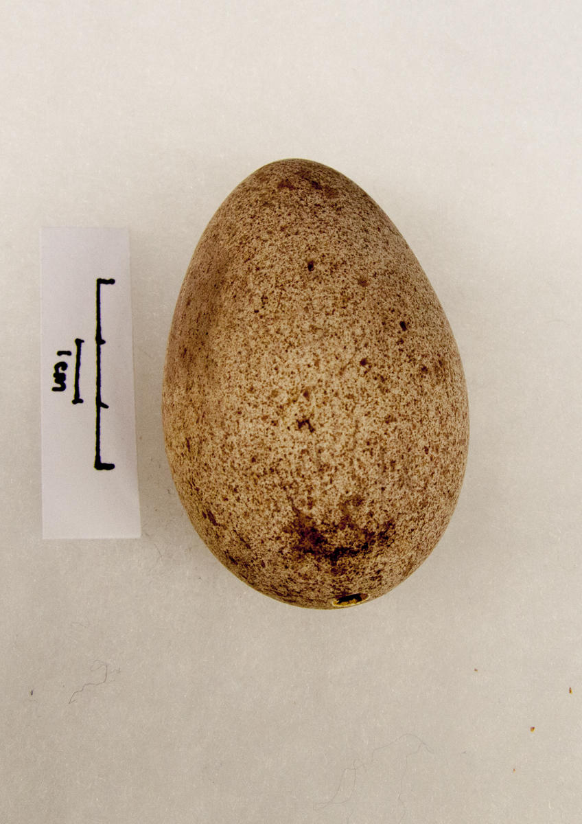 Egg, Amokura/Red-tailed tropic bird - Puke Ariki