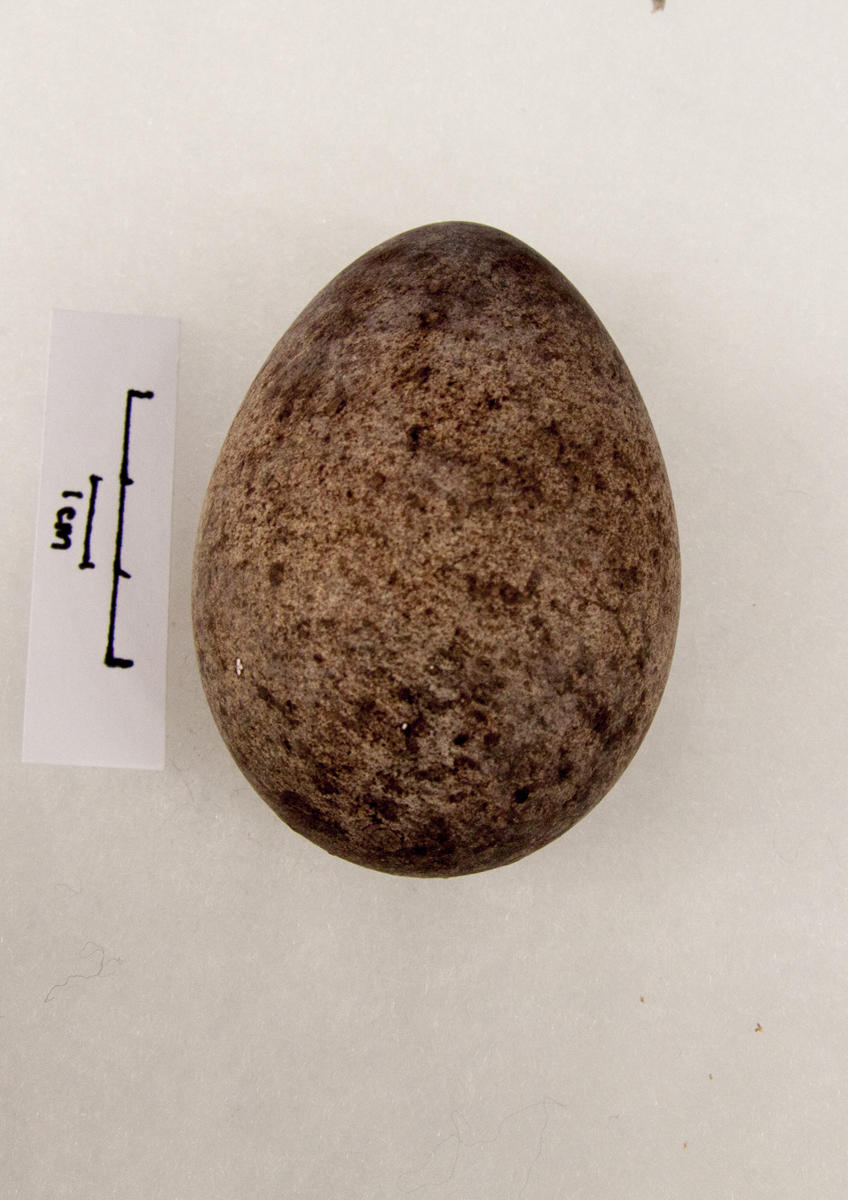 Egg, Amokura/Red-tailed tropic bird - Puke Ariki