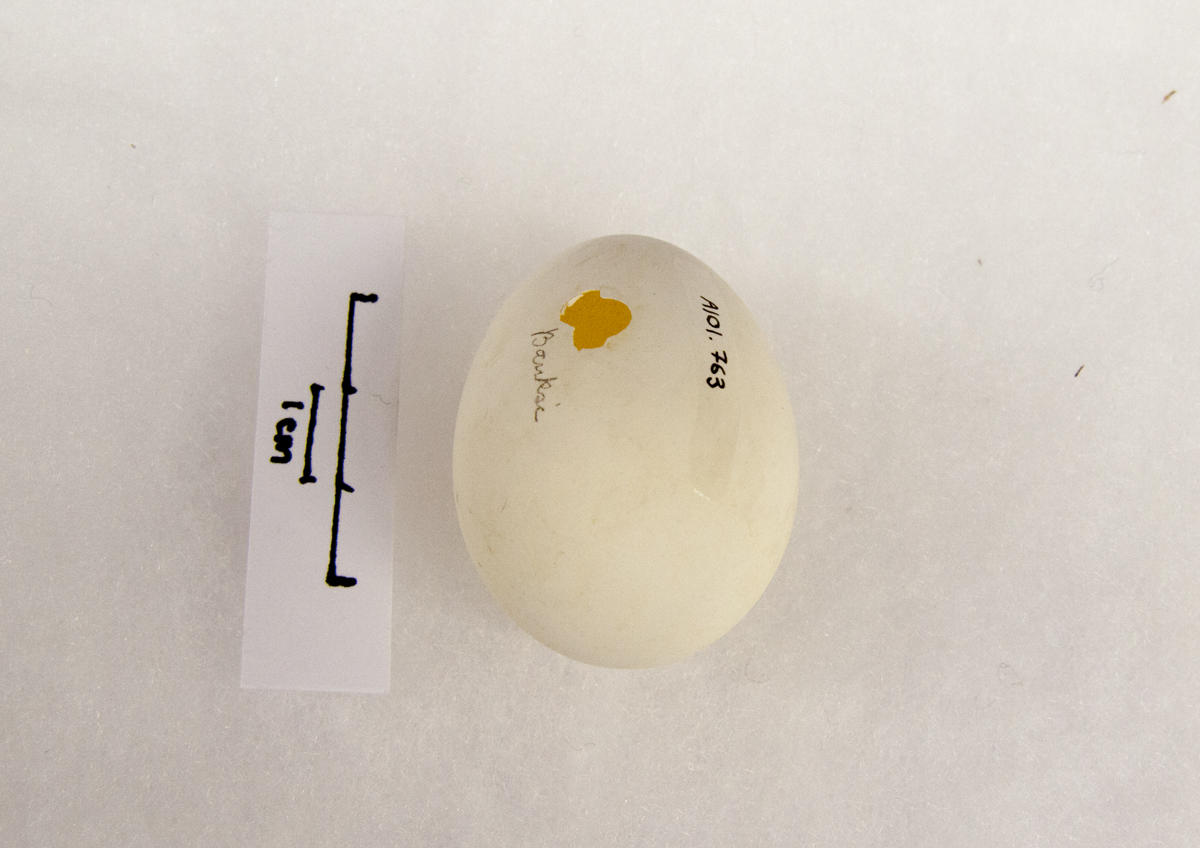 Egg, Bird - Puke Ariki