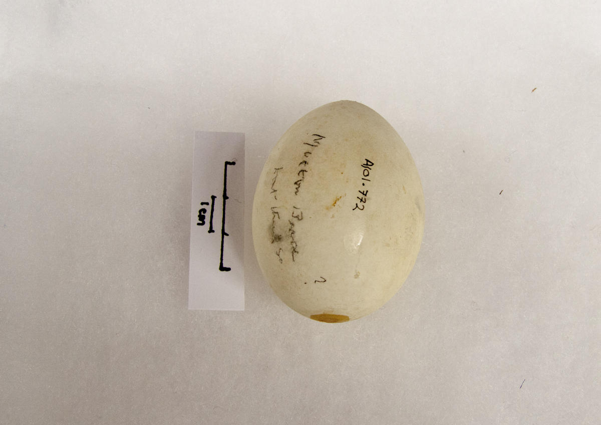 Egg, Mutton bird - Puke Ariki