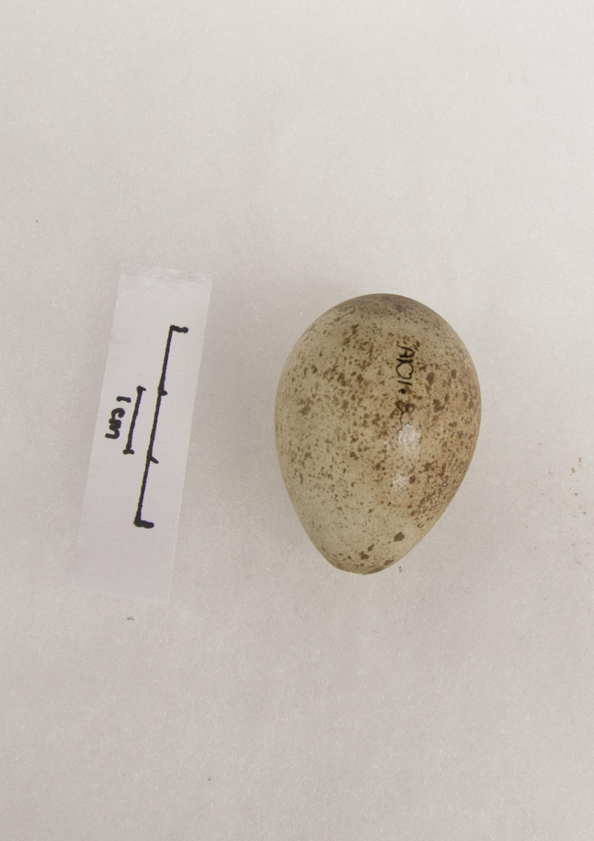 Egg, Bird - Puke Ariki