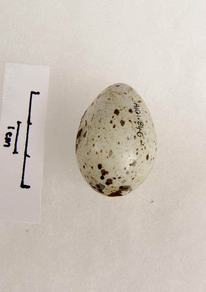 Egg, Bird - Puke Ariki