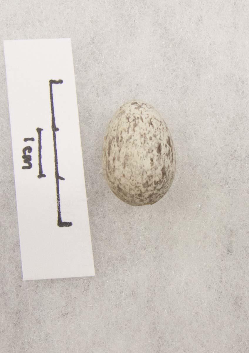 Egg, Bird - Puke Ariki