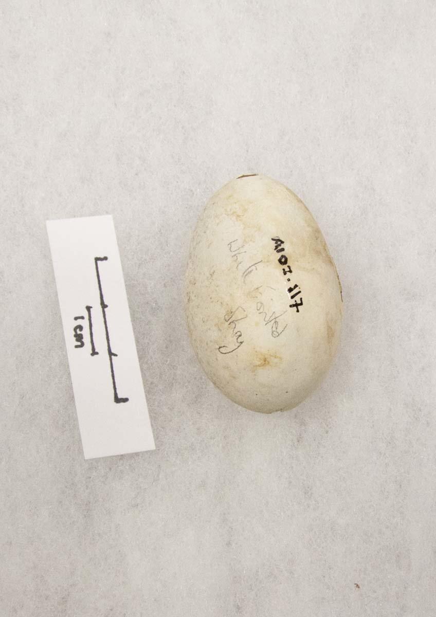 Egg, White-fronted shag - Puke Ariki