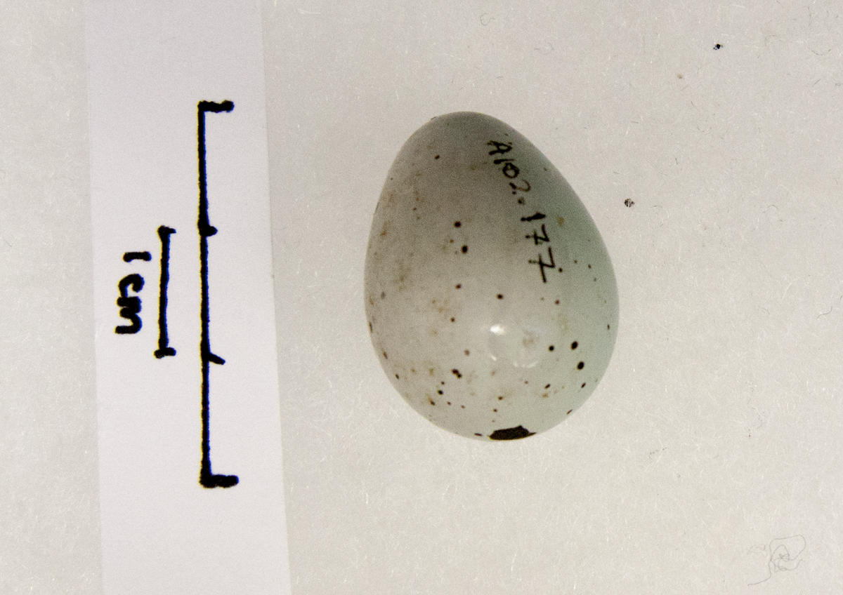 Egg, Bird - Puke Ariki