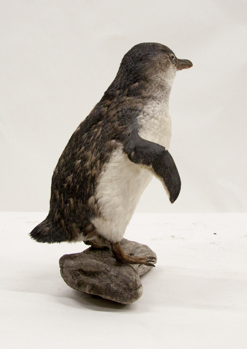 Penguin, Northern Blue - Puke Ariki