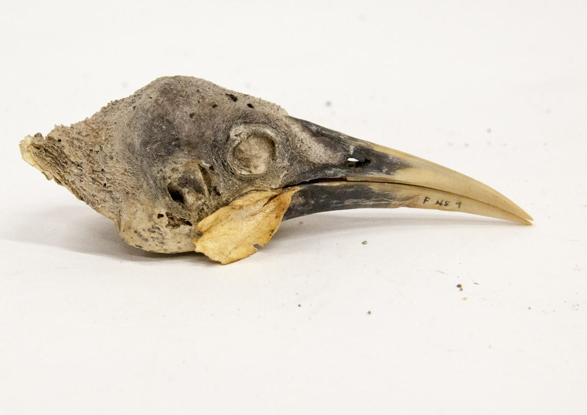 Head, Huia - Puke Ariki