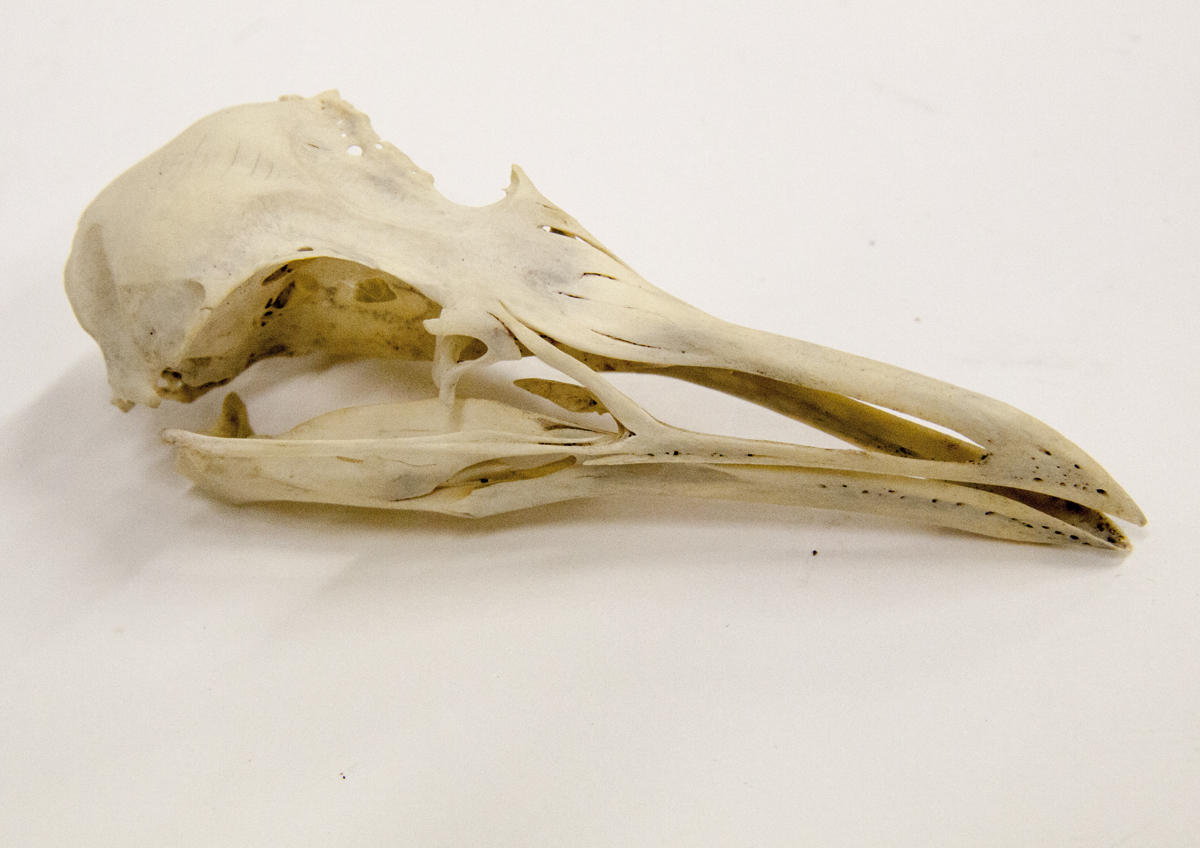Skull, Dominican Gull - Puke Ariki