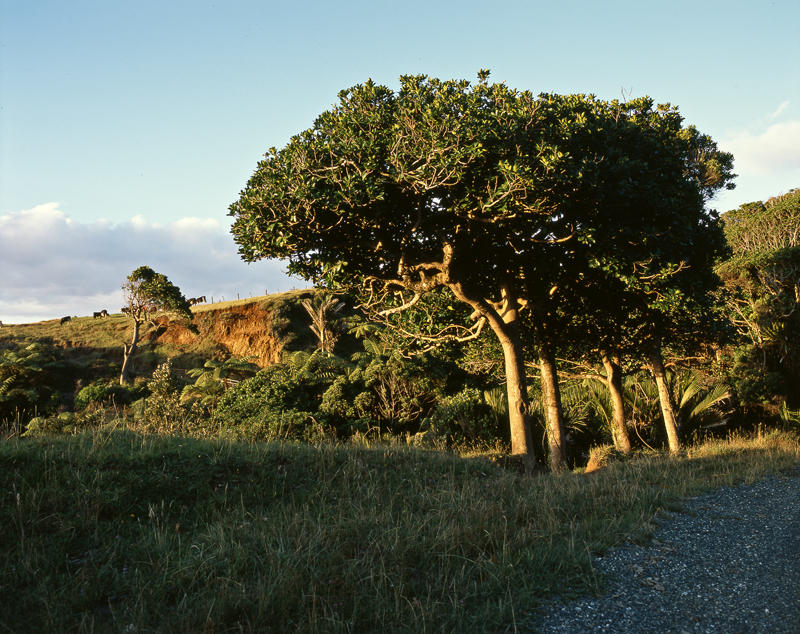 Tongaporutu Coastline - karaka tree, Whitecliffs walkway, 8 February ...